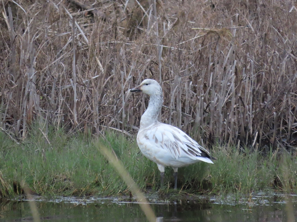 Snow Goose from Murrells Inlet, SC 29576, USA on December 28, 2023 at ...
