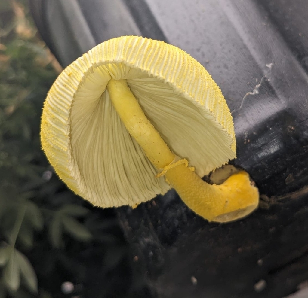 flowerpot parasol from Barrie, ON L4N 1A2, Canada on 28 December, 2023 ...