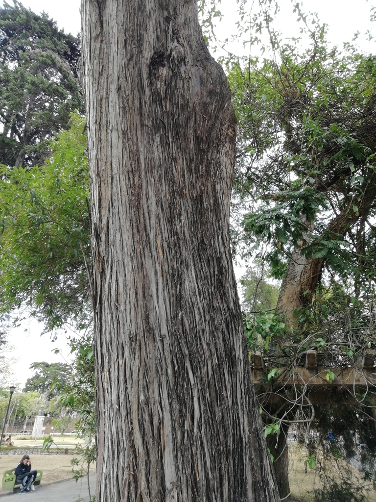 Mexican cypress from Calle 19, San José, Costa Rica on April 7, 2019 at ...