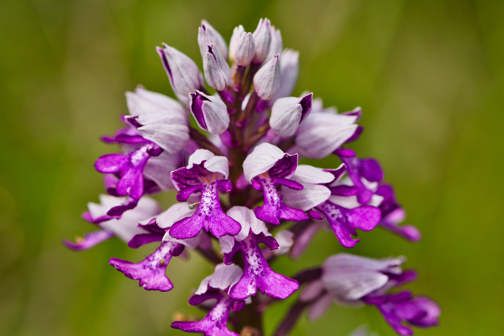 Military Orchid from Rhône, Rhône-Alpes, France on May 7, 2016 at 12:08 ...