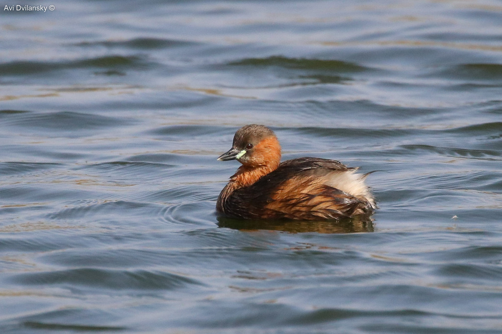 Little Grebe from Hod Hasharon, Israel on December 27, 2023 at 08:47 PM ...