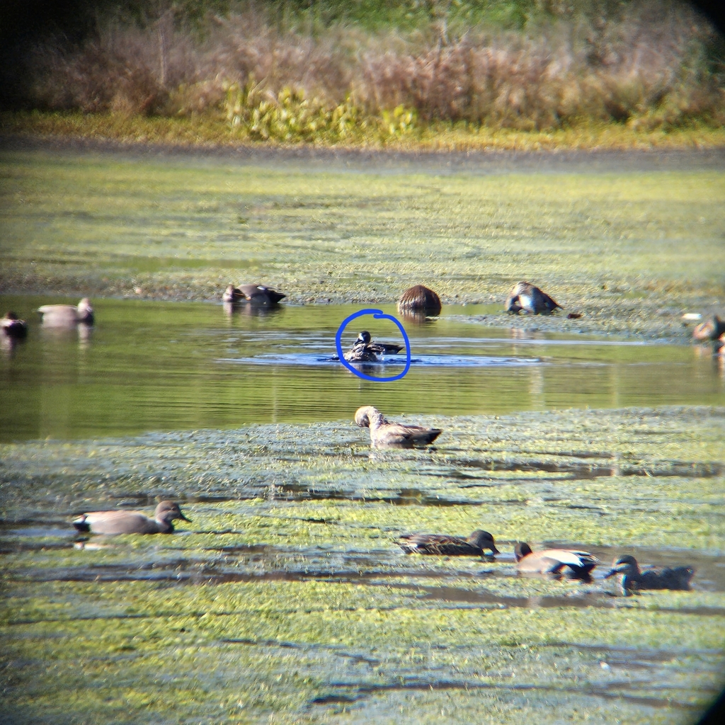 Blue-winged Teal from Exploration Green - Phase 3 on December 28, 2023 ...