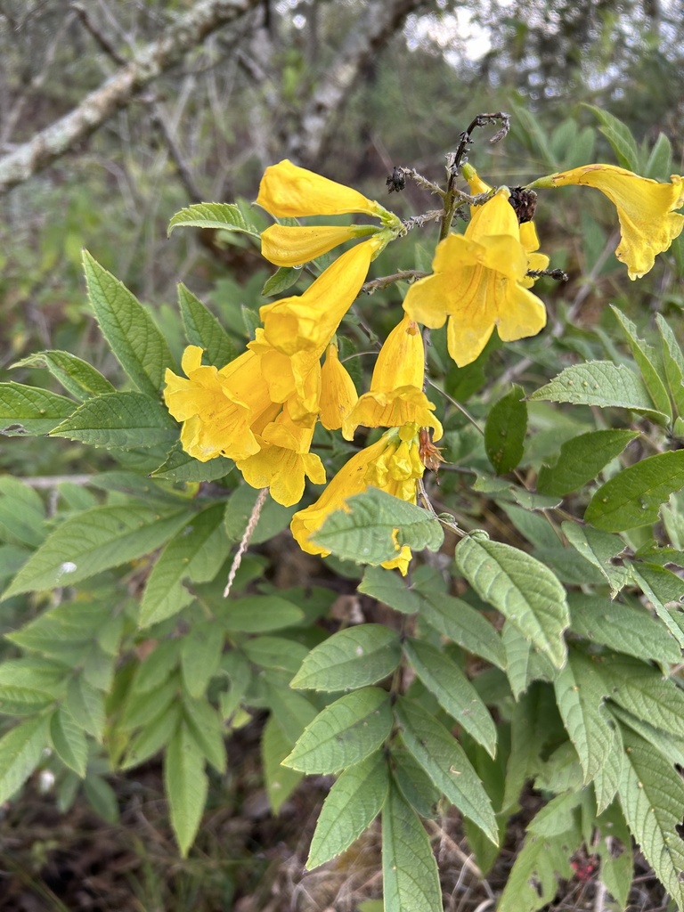 yellow trumpet flower from Valle de Bravo, Edo. Méx., MX on December 27 ...
