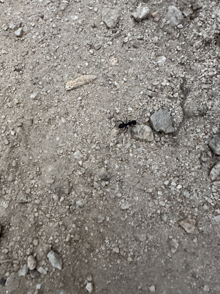 Ants from California Sea Otter Game Refuge, Carmel, CA, US on September ...
