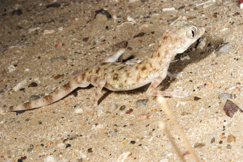 Gulf Sand Gecko from Al Khatim, Abu Dhabi, Abu Dhabi, AE on March 24 ...