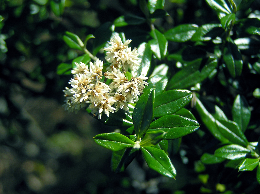 Cassinia subtropica from Mount Warning NSW 2484, Australia on September ...
