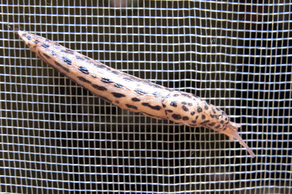 Leopard Slug from Ellicott City, MD, USA on September 29, 2013 at 11:37 ...