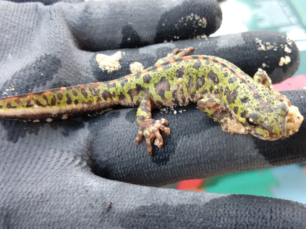 Pygmy Marbled Newt in March 2019 by Ana Catarina Henriques · iNaturalist