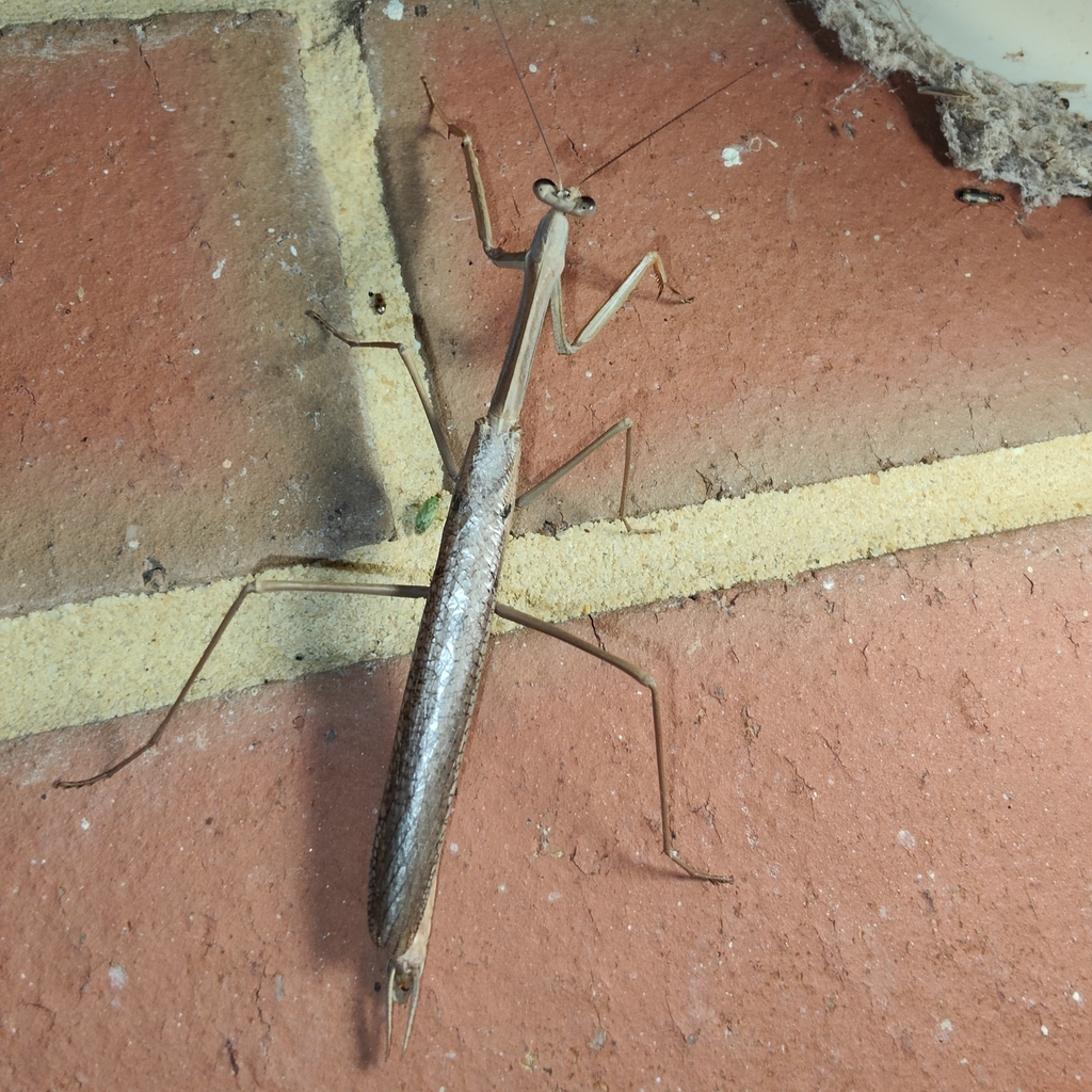Mallee Grass Mantis from Neergabby WA 6503, Australia on 22 December ...