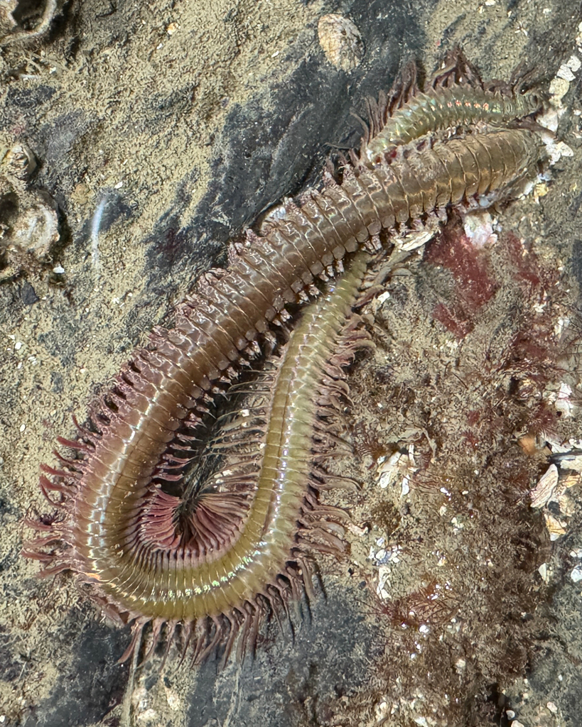 Pile Worm from Skagit County, WA, USA on December 27, 2023 at 03:11 PM ...