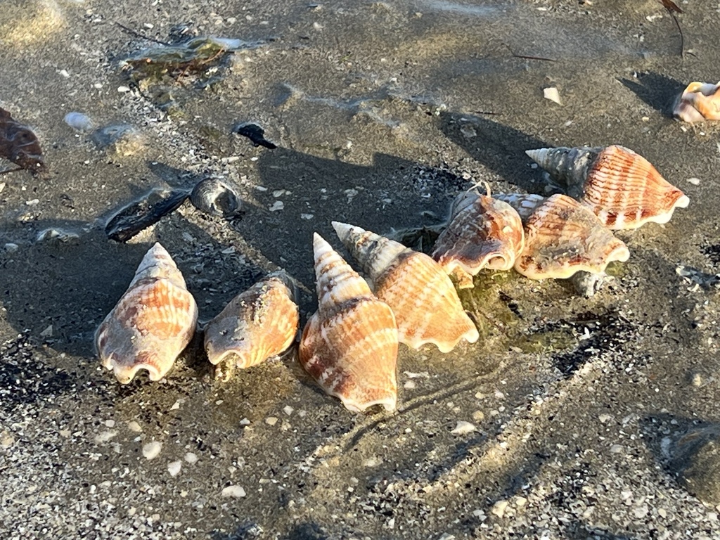 Campbell's Stromb from Hervey Bay, Toogoom, QLD, AU on December 29 ...