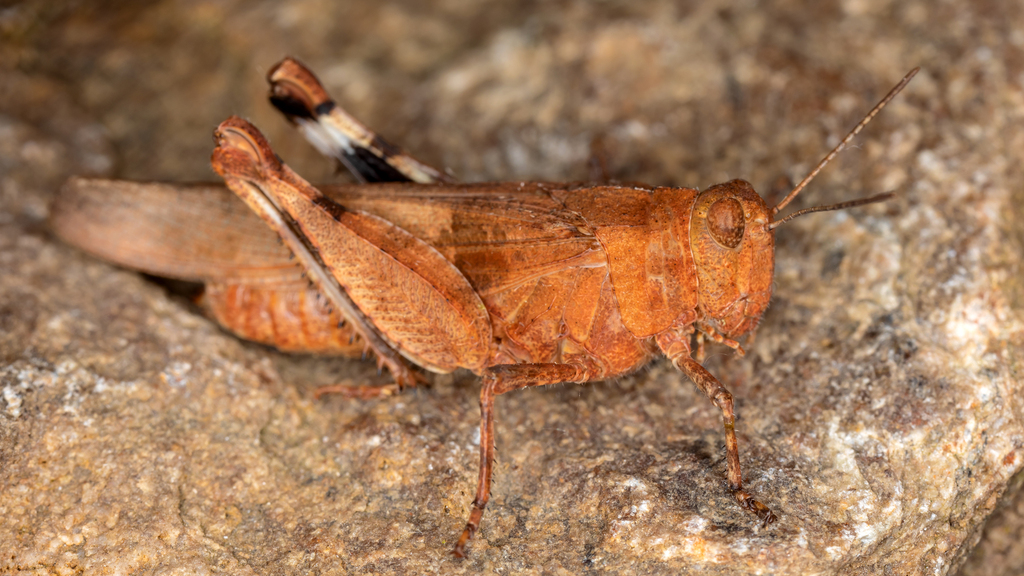 Blue-winged Grasshopper from 93333 Dürnbucher Forst, Deutschland on ...