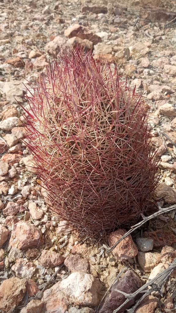 Acuña Cactus in December 2023 by Marcus D · iNaturalist