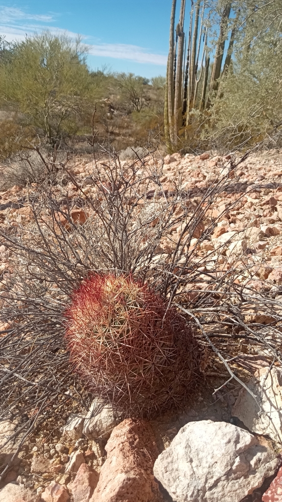 Acuña Cactus in December 2023 by Marcus D · iNaturalist