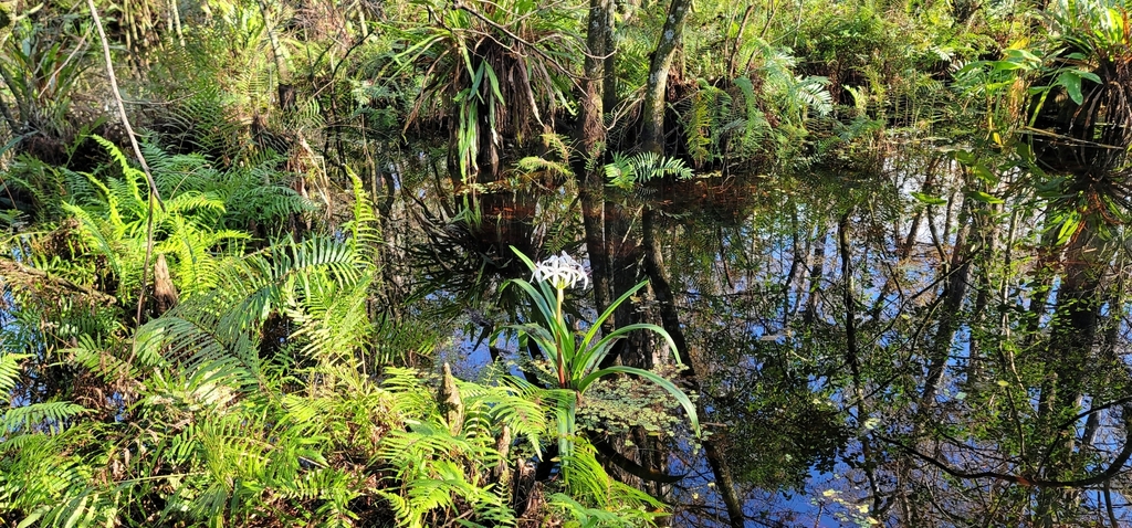 Southern Swamp Crinum from Corkscrew Swamp Sanctuary Boardwalk on ...