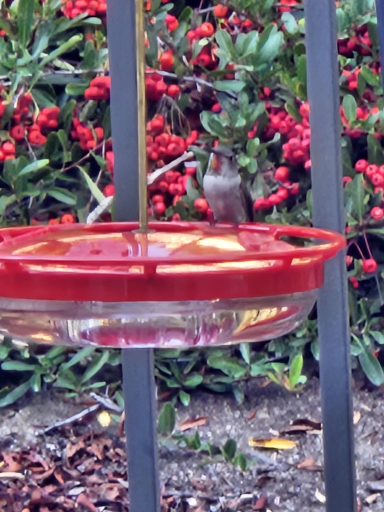 Hummingbirds from Rancho Mission Viejo, CA, USA on December 28, 2023 at ...