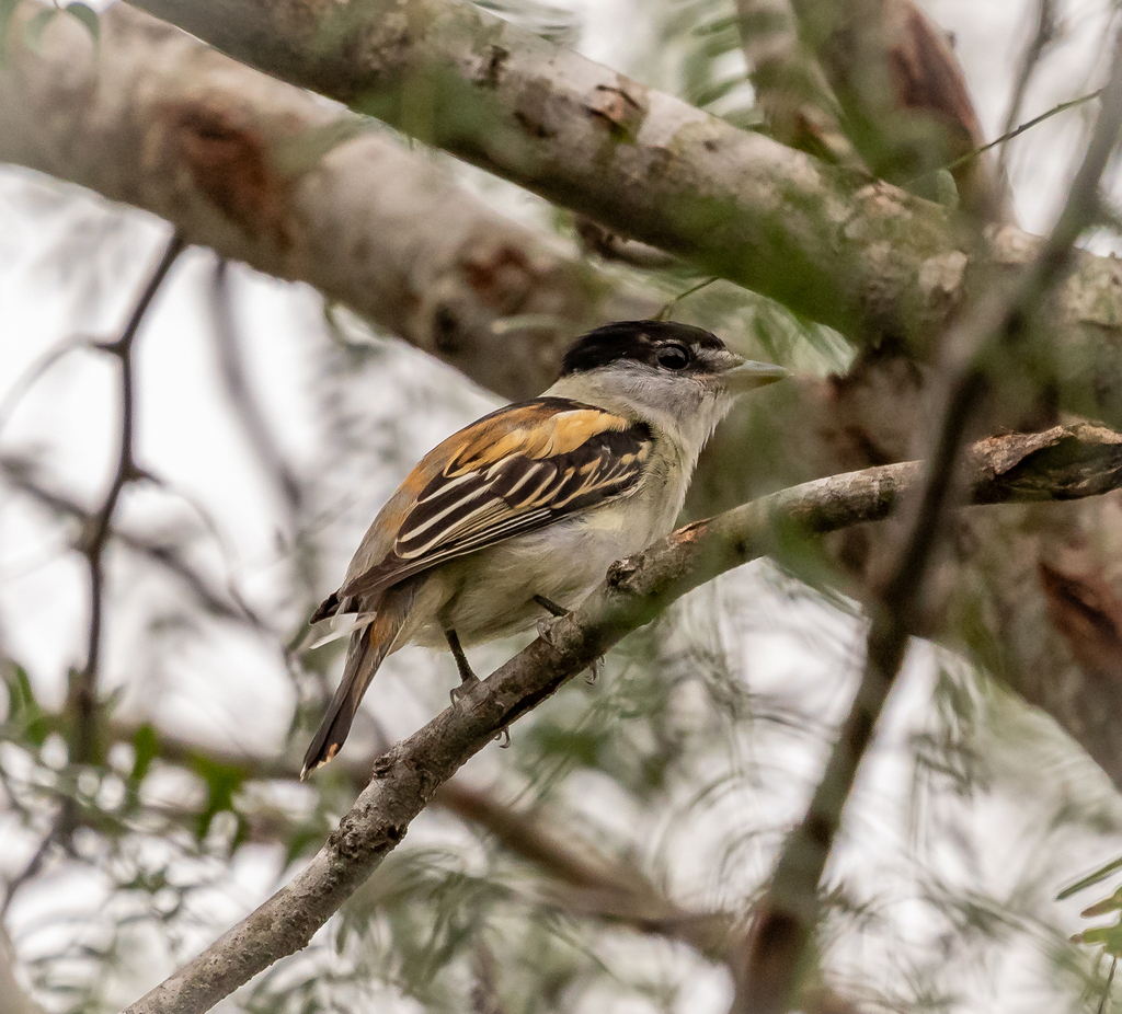 Gray-collared Becard from Brownsville, TX, USA on December 3, 2023 at ...