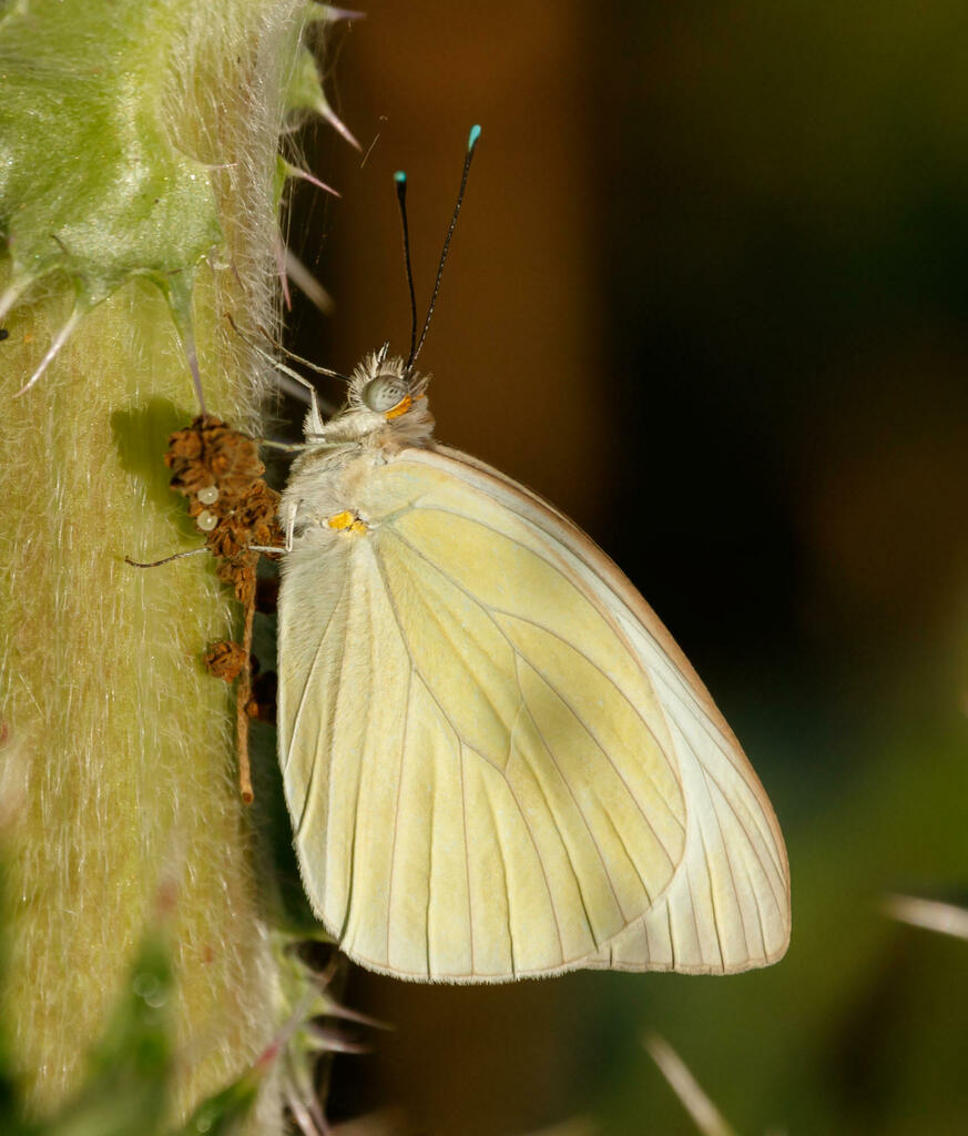 Great Southern White from Osceola County, US-FL, US on March 22, 2020 ...