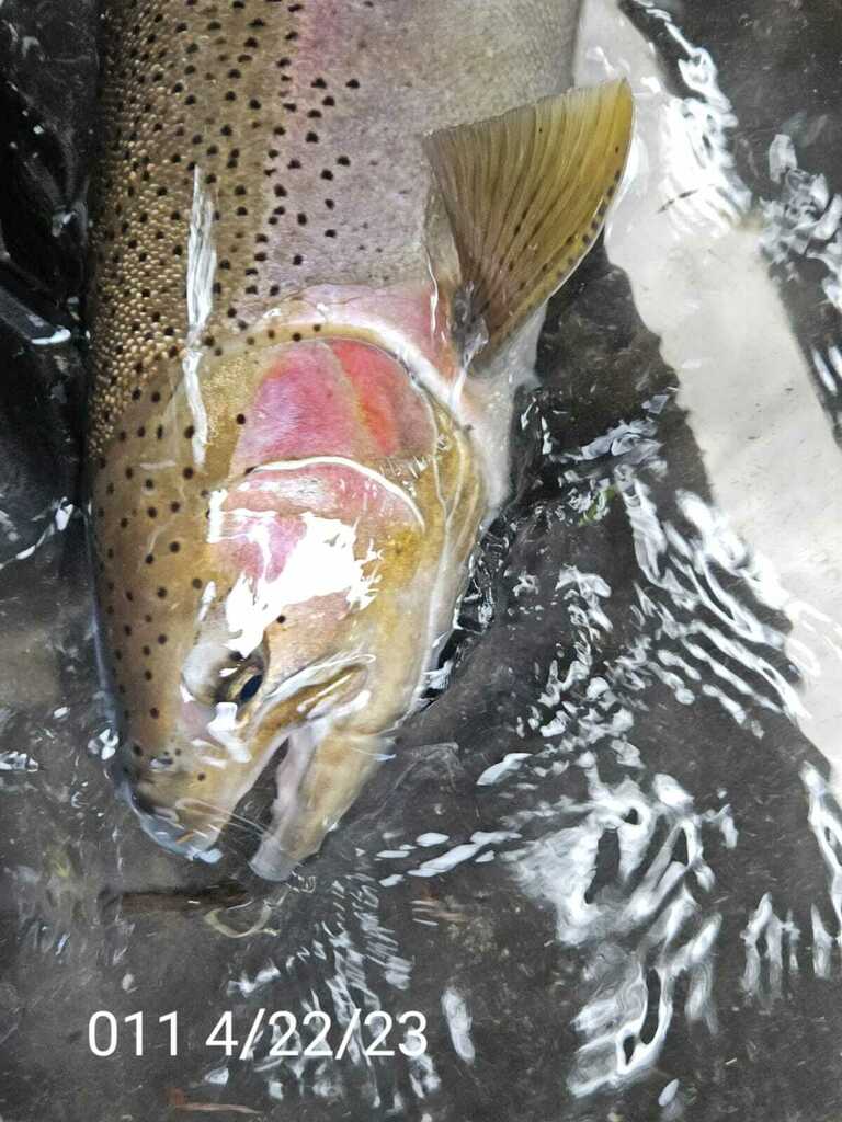 Rainbow Trout from Idaho County, ID, USA on April 22, 2023 at 09:00 AM ...