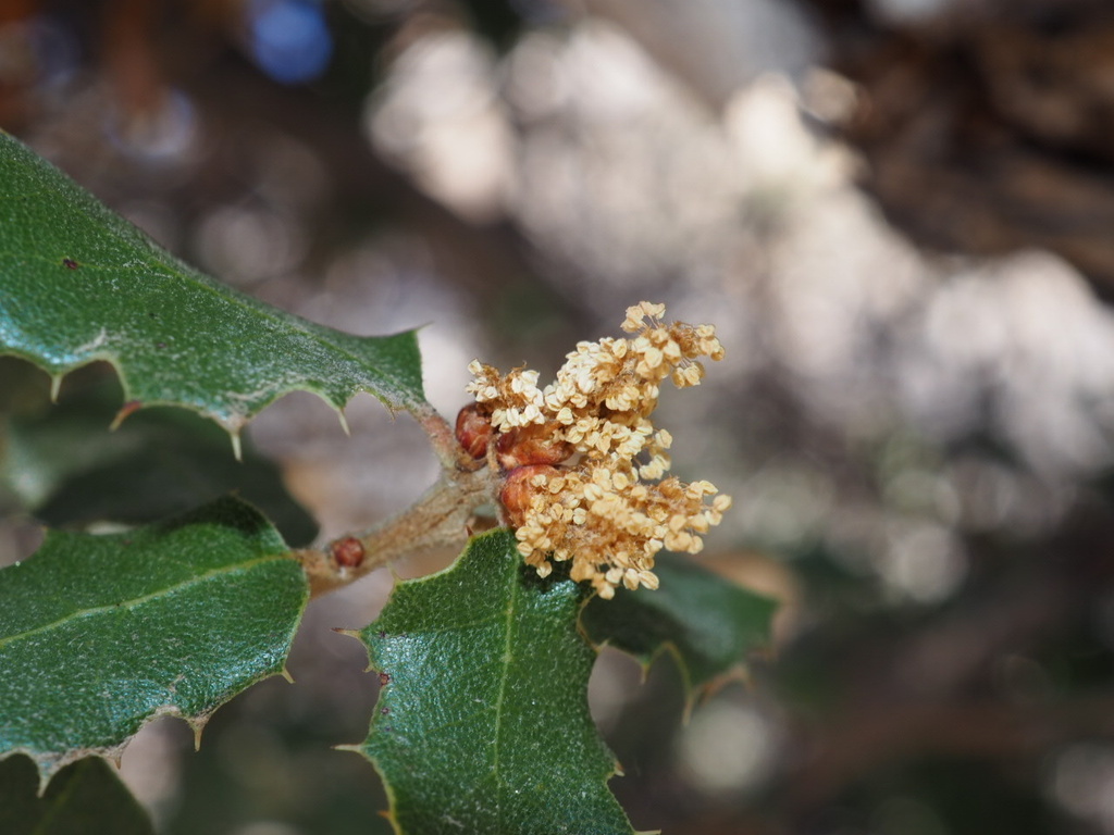 Muller's oak from Joshua Tree National Park, Desert Hot Springs, CA, US ...