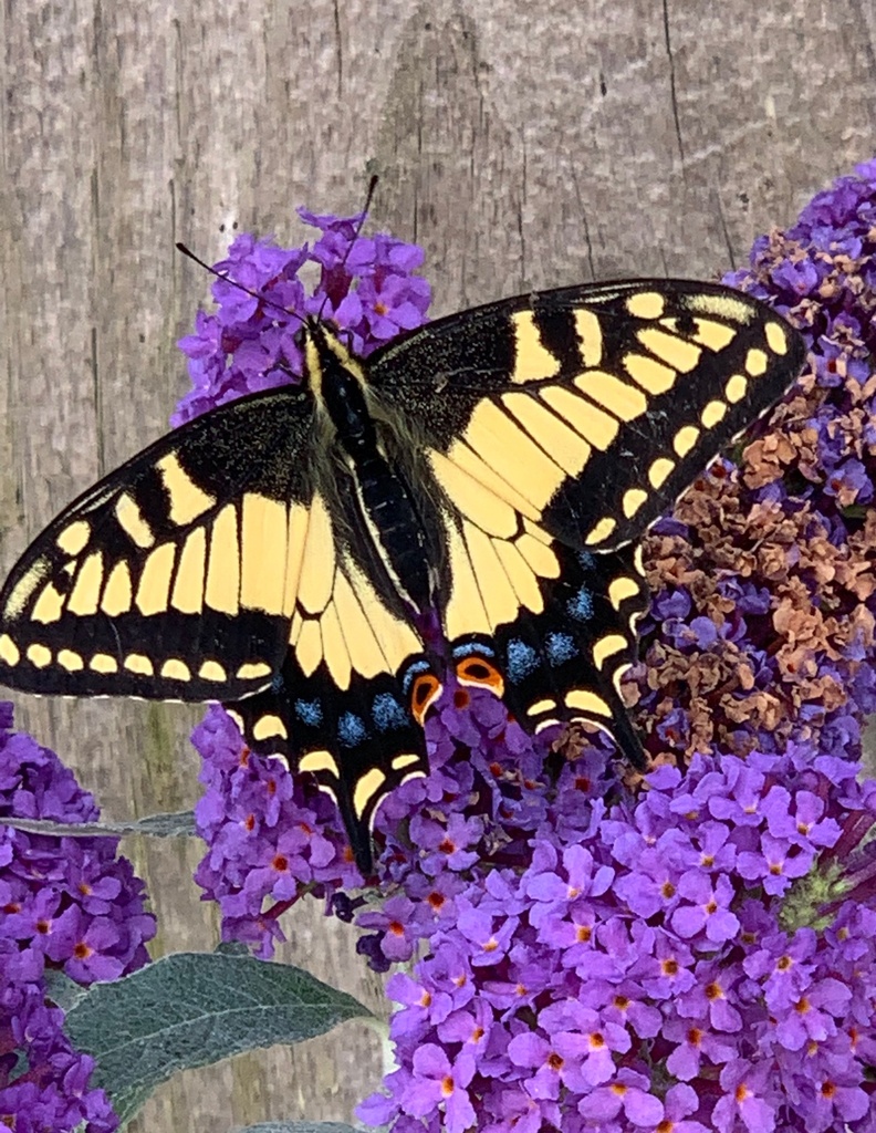 Anise Swallowtail from Alto Ave, Half Moon Bay, CA, US on August 13 ...