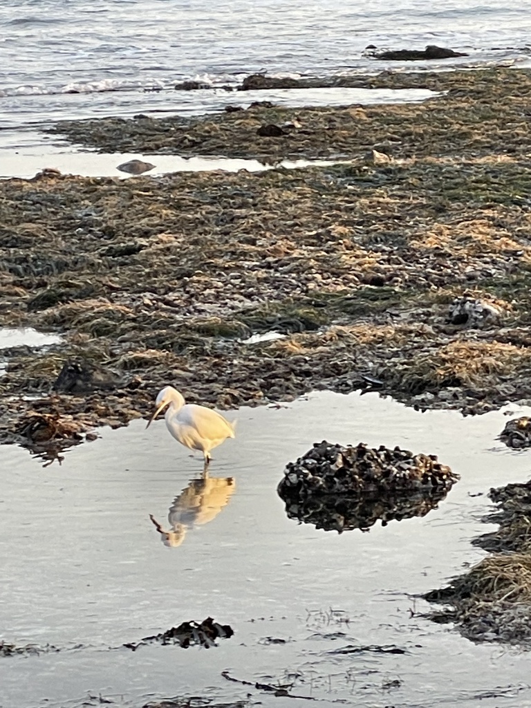 Snowy Egret from North Pacific Ocean, CA, US on February 18, 2023 at 05 ...