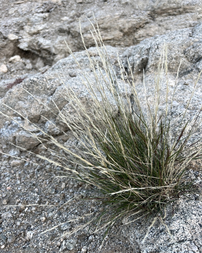 wiregrass from La Quinta Cove to Lake Cahuilla Trail, La Quinta, CA, US ...