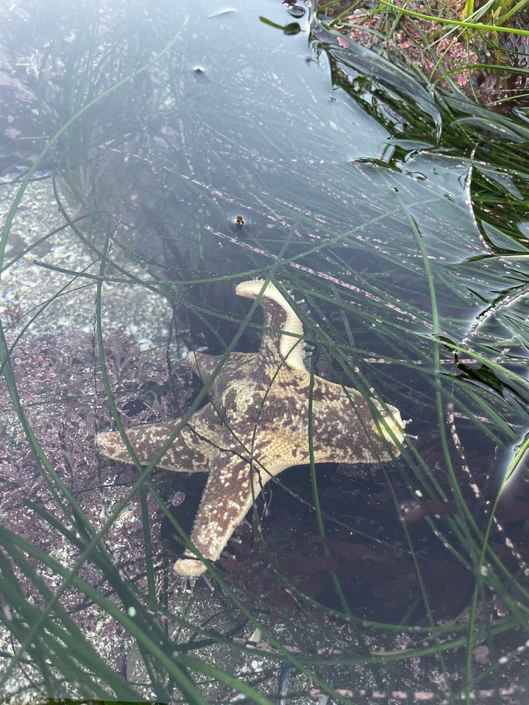 Bat Star from North Pacific Ocean, CA, US on November 27, 2023 at 04:22 ...