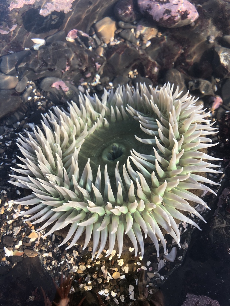 Giant Green Anemone from North Pacific Ocean, CA, US on January 19 ...