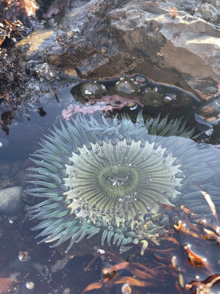 Sunburst Anemone from North Pacific Ocean, CA, US on November 25, 2023 ...