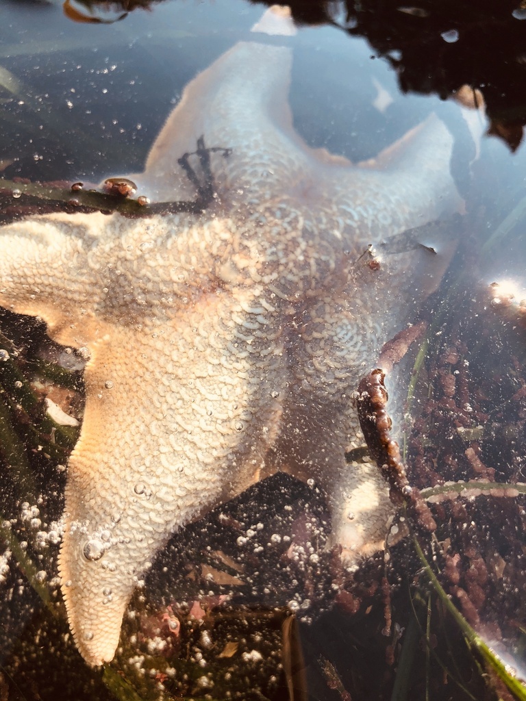 Bat Star from North Pacific Ocean, CA, US on October 25, 2019 at 03:24 ...