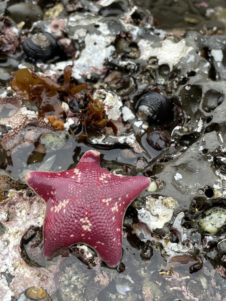 Bat Star from North Pacific Ocean, CA, US on January 22, 2020 at 03:51 ...