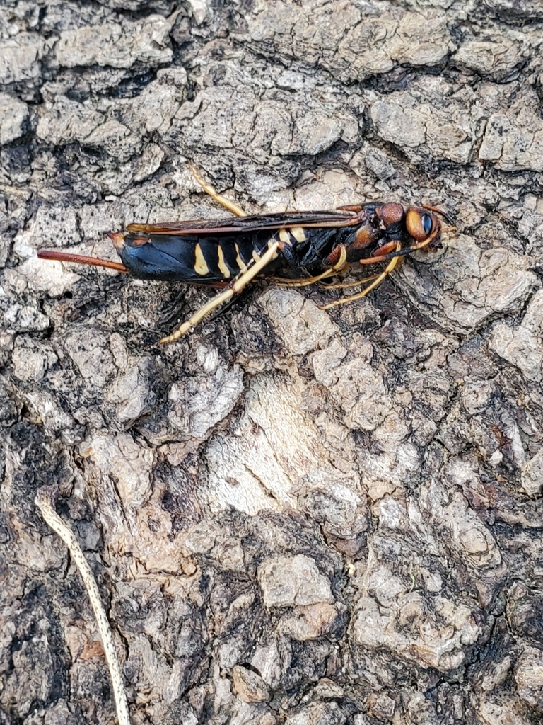 Pigeon Horntail from Granger, TX 76530, USA on December 28, 2023 at 02: ...