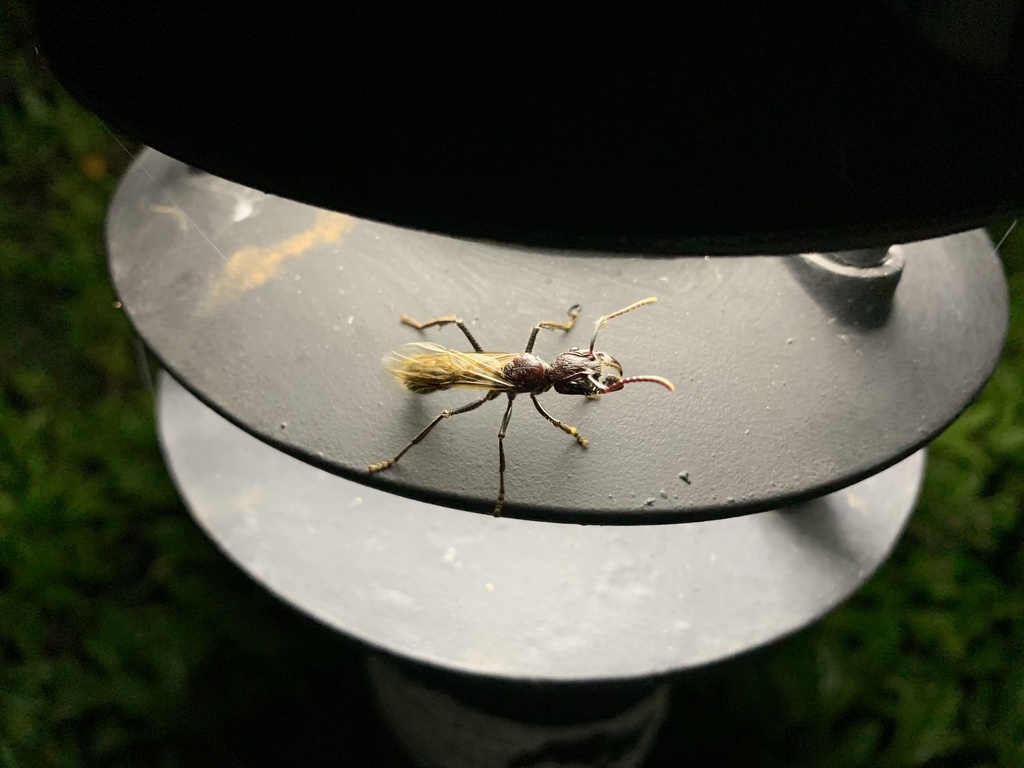 Bullet Ant from Arenal Volcano National Park, San Carlos, Alajuela, CR ...
