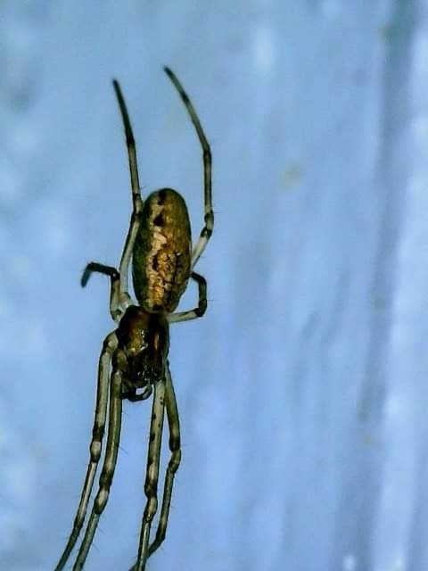 Elongate Stilt Spider from Clarion County, PA, USA on December 29, 2023 ...