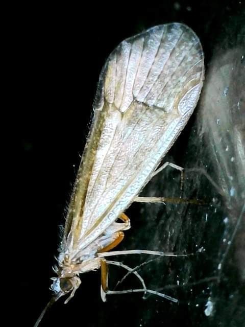 Dot Wing Winter Sedges from Clarion County, PA, USA on December 29 ...