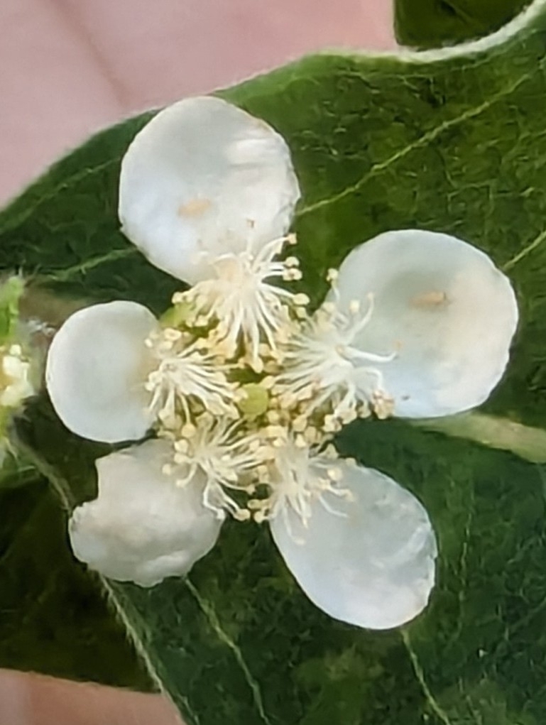 Lophostemon suaveolens from Manly West QLD 4179, Australia on December ...