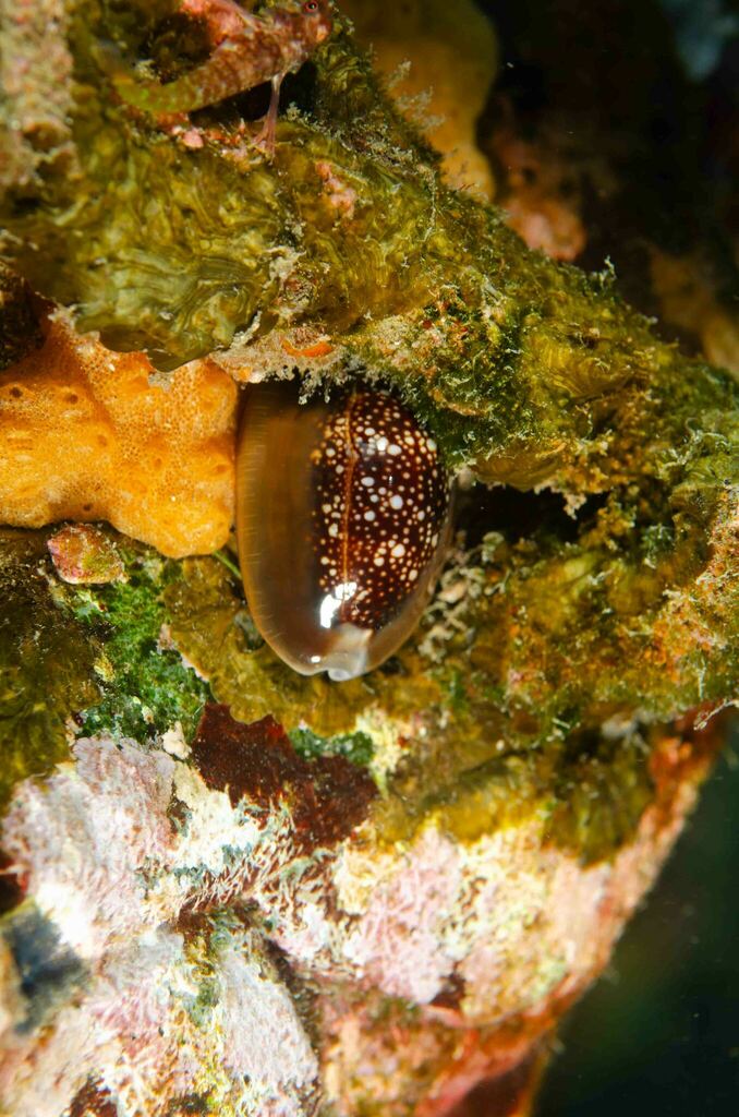 Snakehead Cowrie from North West Solitary Island, New South Wales ...