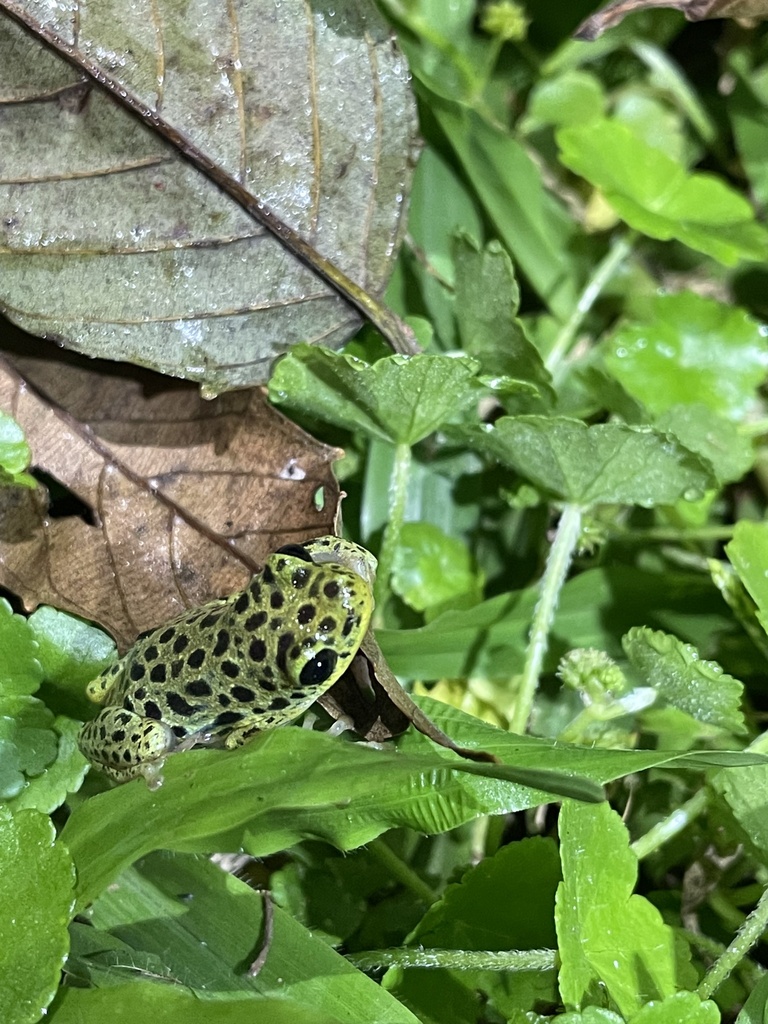 Common Reed Frog from Nalugala, Busiro, Central, UG on December 25 ...