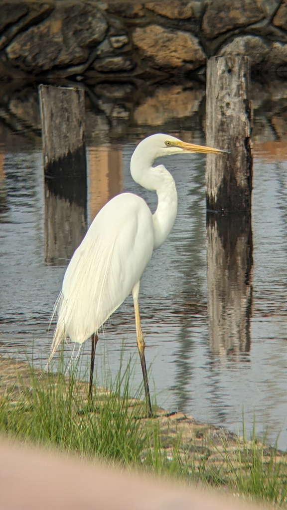 Great Egret from South Morang VIC 3752, Australia on December 27, 2023 ...