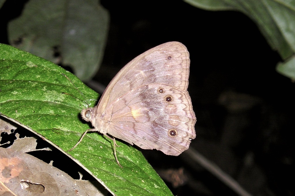 Pseudodebis valentina from Майнас, Перу on July 14, 2009 at 12:25 AM by ...