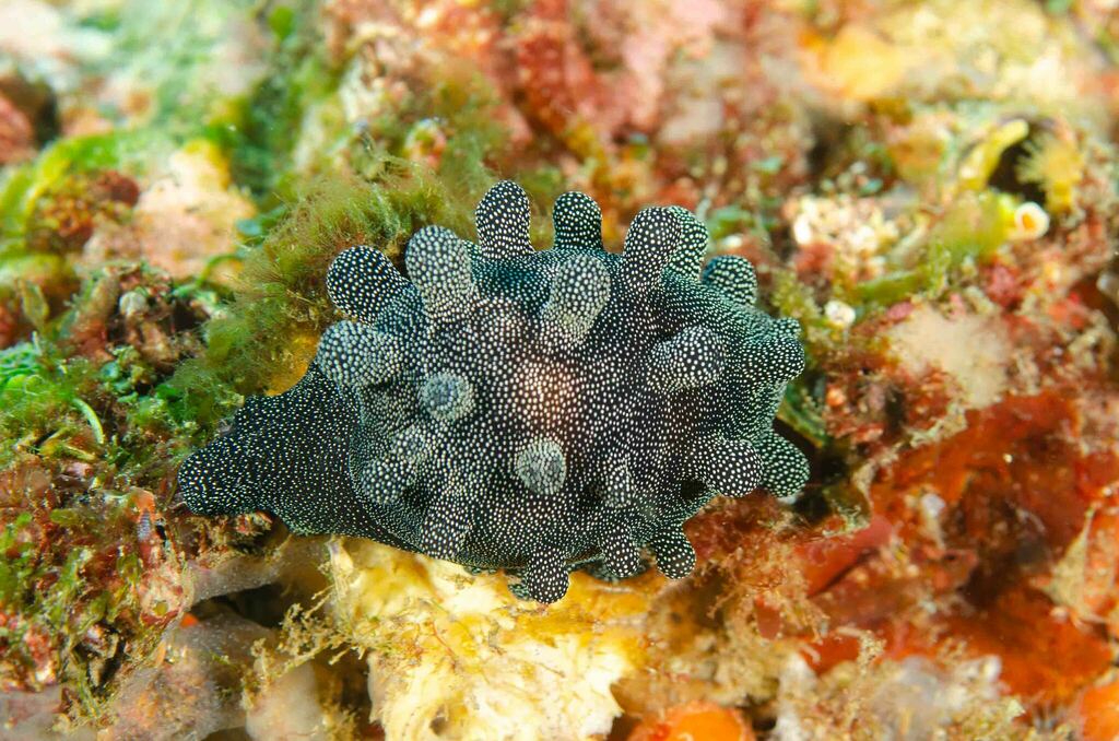 Mole Cowrie from North Solitary Island, New South Wales, Australia on ...