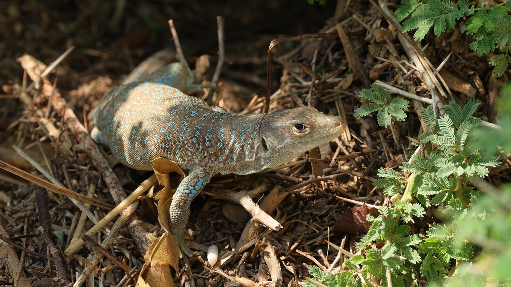 Jayakar Lizard from Dhofar, Oman on November 8, 2023 at 12:44 PM by ...