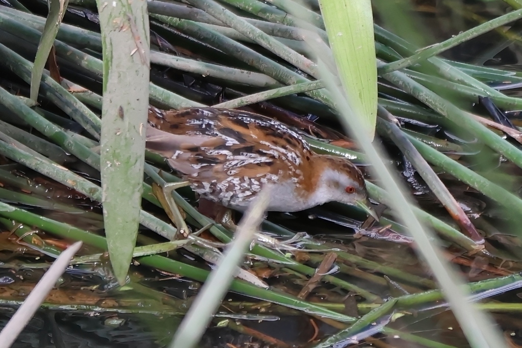 Baillon's Crake from Melbourne VIC, Australia on December 28, 2023 at ...