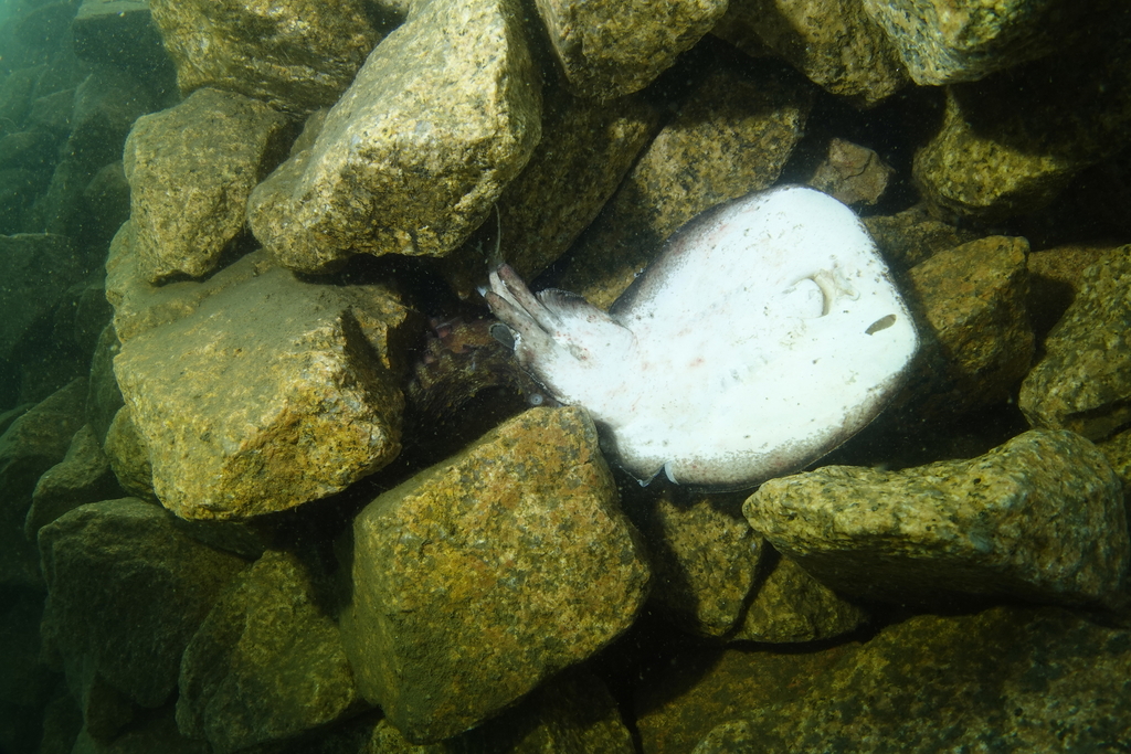 Marbled Torpedo from Corse-du-Sud, Corse, FR on December 20, 2023 at 12 ...