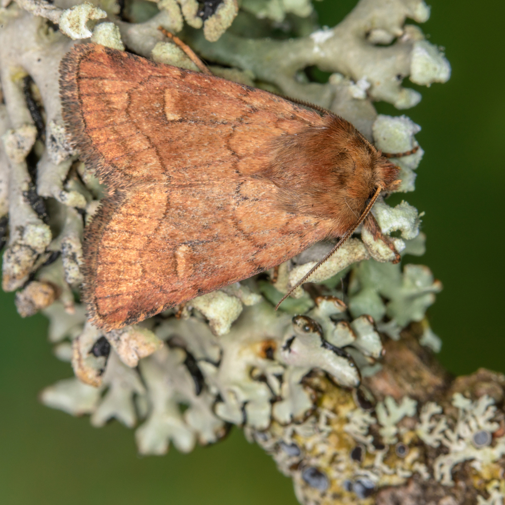 Silurian from 94227 Lindberg, Deutschland on June 30, 2021 at 07:55 PM ...