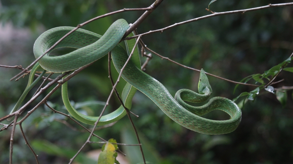 Green Vine Snake from Para-Zuid, Suriname on January 15, 2022 at 11:33 ...