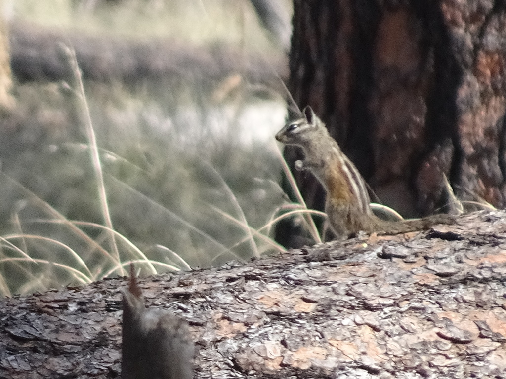 Gray-collared Chipmunk from Catron County, NM, USA on April 3, 2019 at ...