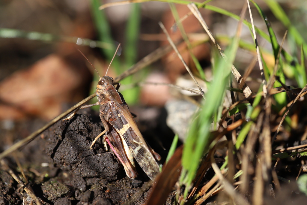 Australian Yellow-winged Locust from Mcmahons Creek VIC 3799, Australia ...
