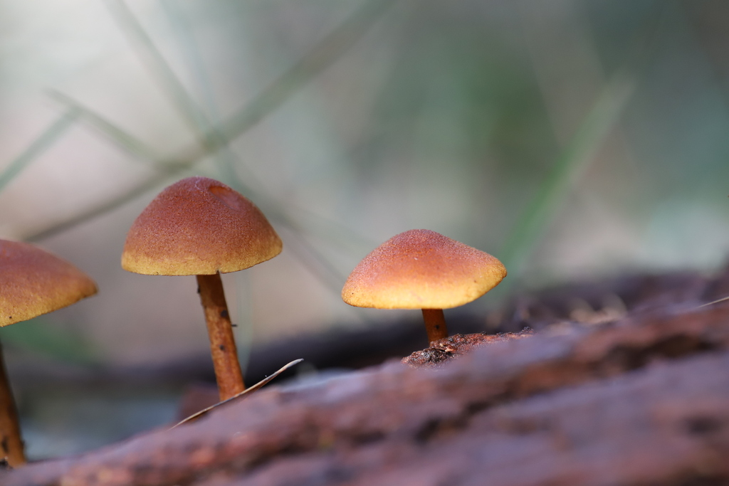 Gymnopilus ferruginosus from Yellingbo VIC 3139, Australia on May 3 ...